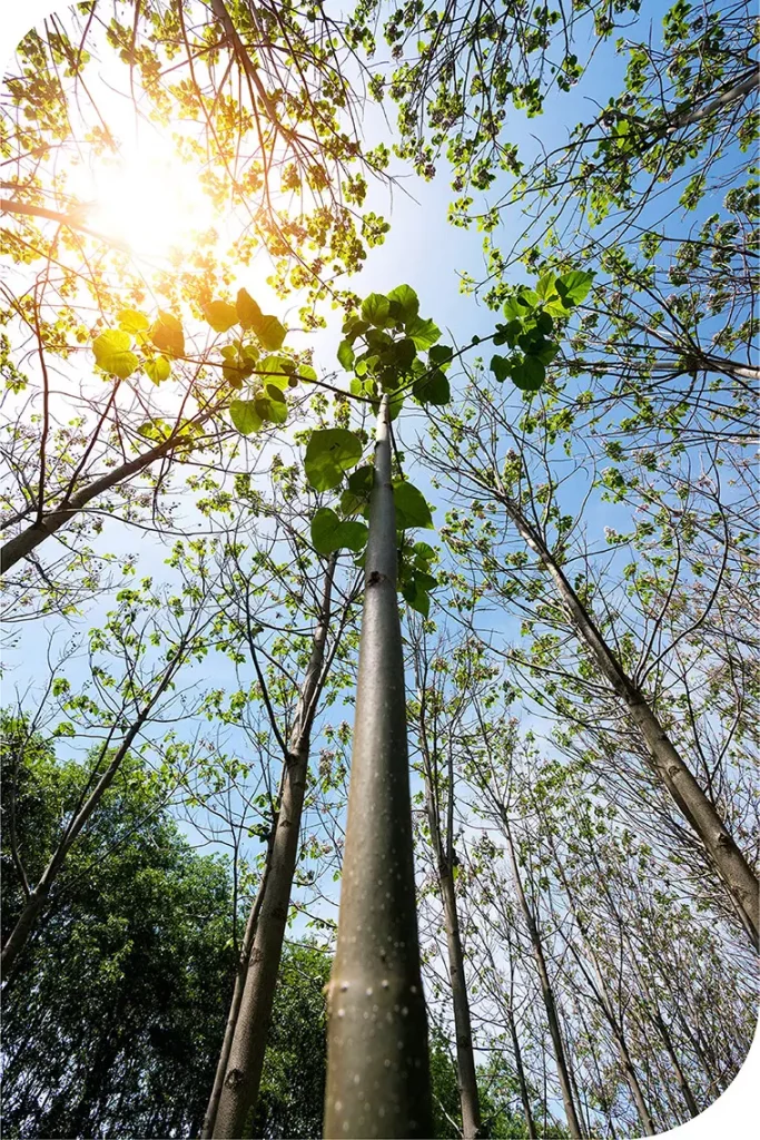 Trees Life – wir pflanzen Bäume