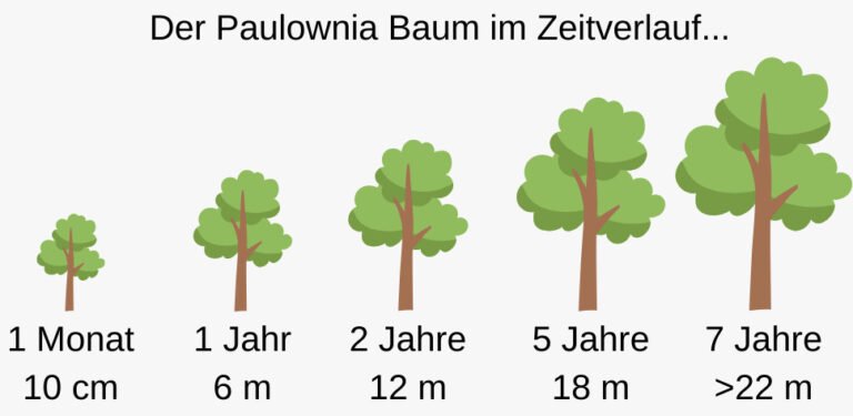 Über uns – Trees Life